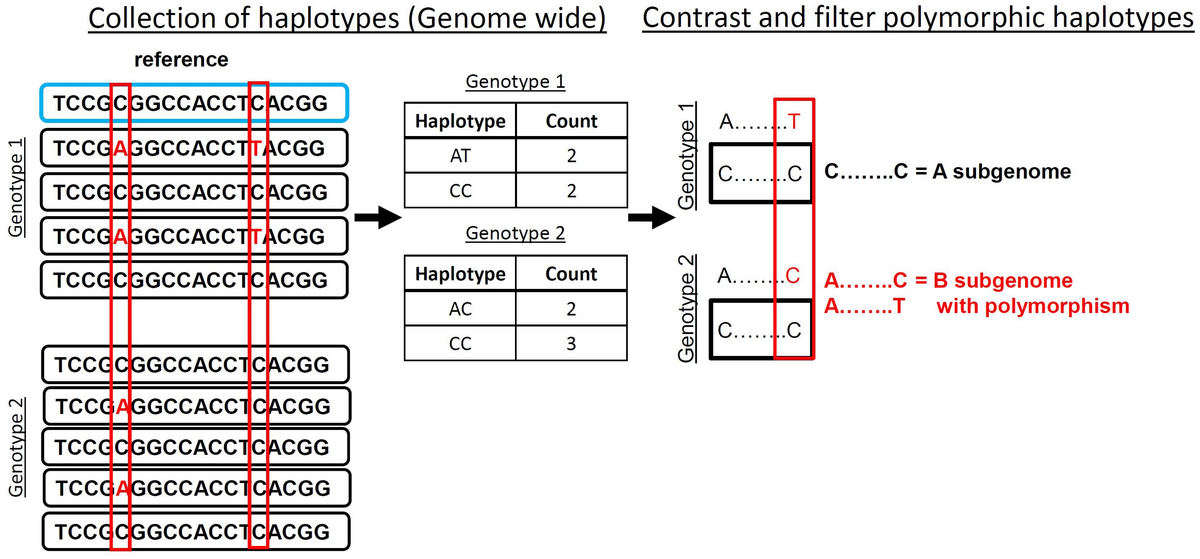 Frontiers | Haplotype-Based Genotyping in Polyploids
