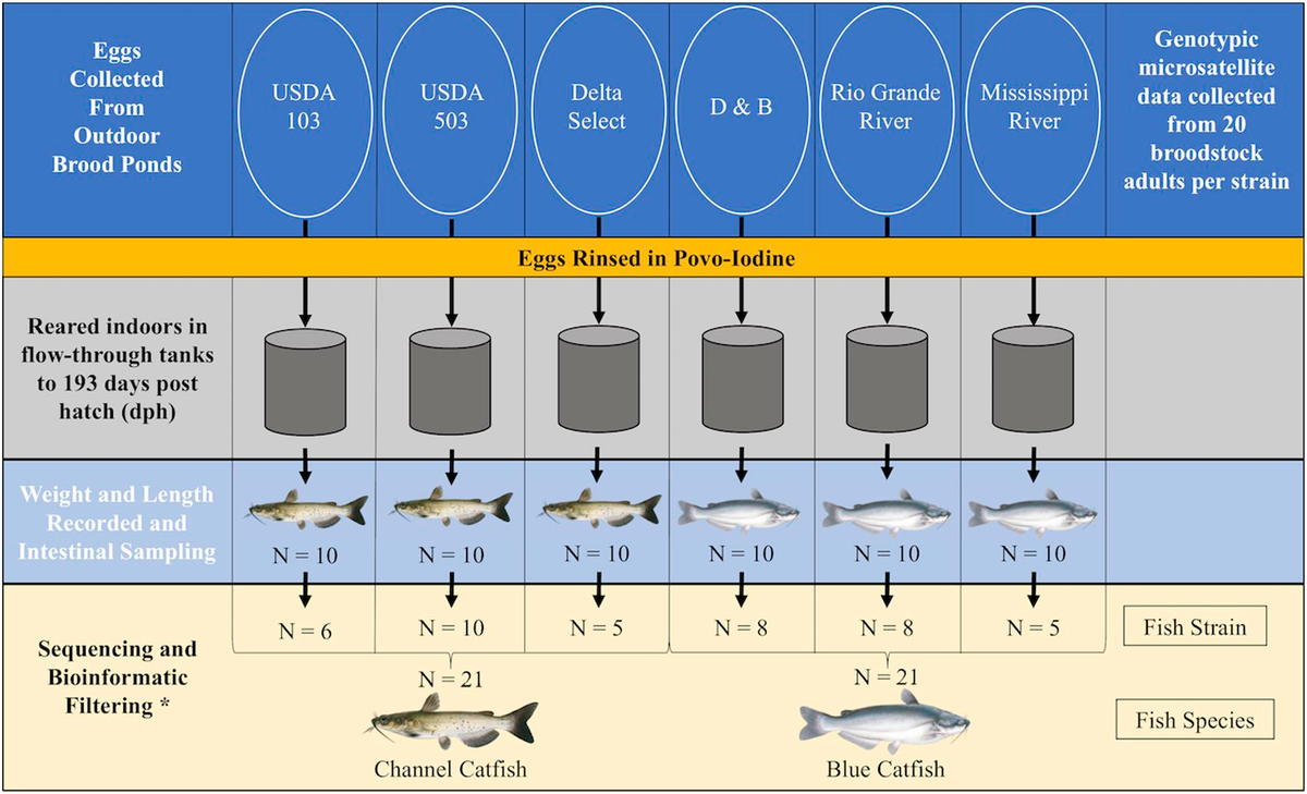 Frontiers | Comparison of Channel Catfish and Blue Catfish Gut ...