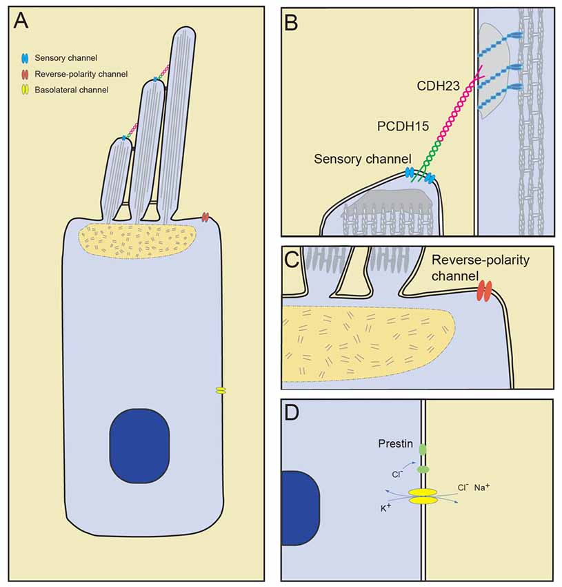 Frontiers | Mechanically Gated Ion Channels in Mammalian Hair Cells