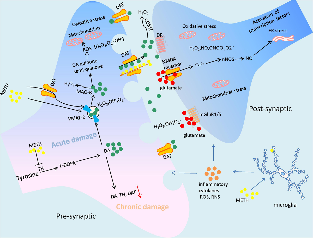 Frontiers | The Main Molecular Mechanisms Underlying Methamphetamine ...