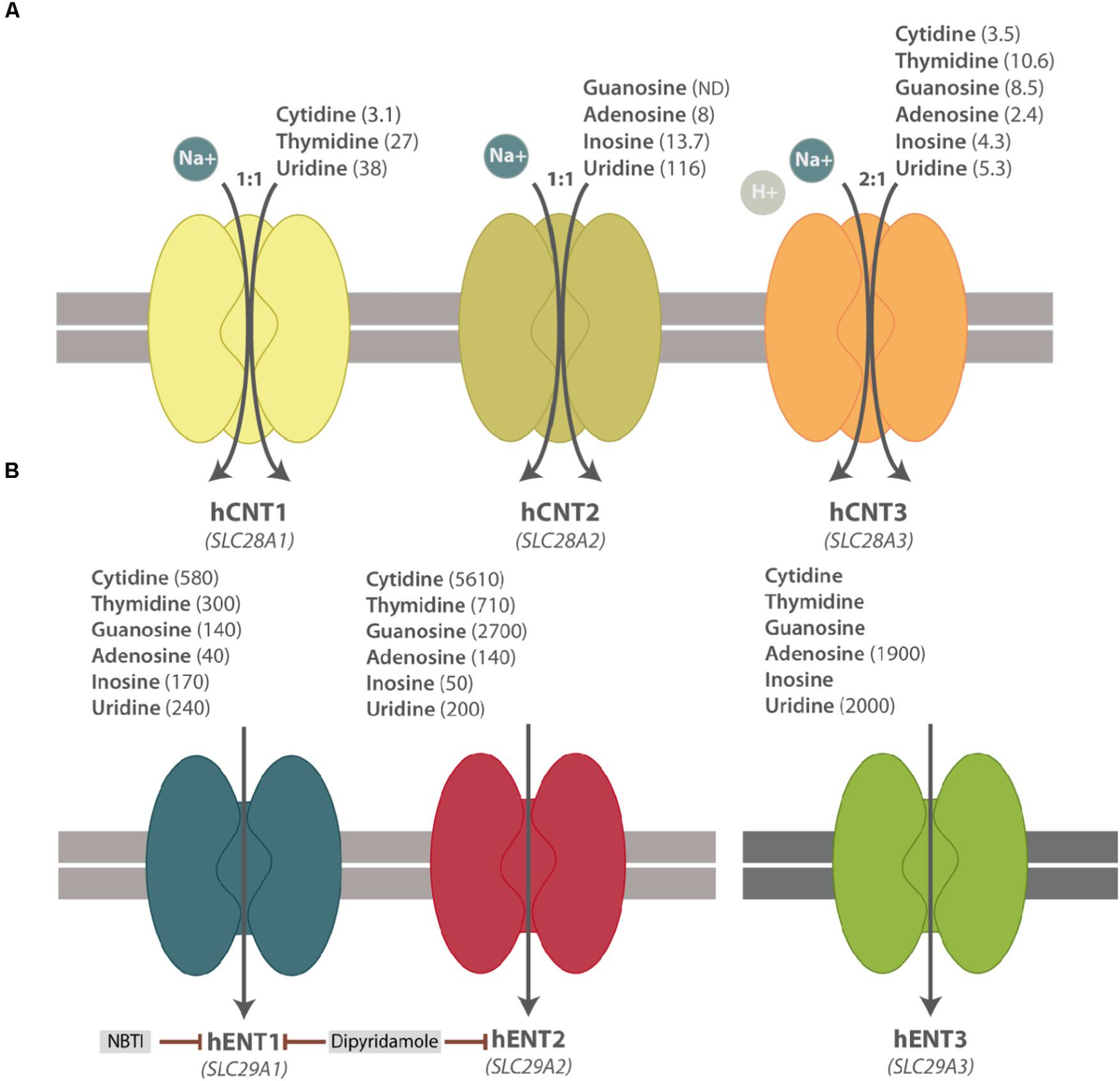 Frontiers | Emerging Roles of Nucleoside Transporters