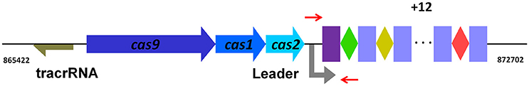 Frontiers | Cas1 and Cas2 From the Type II-C CRISPR-Cas System of ...