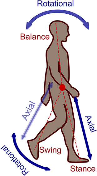 Frontiers | Leg Force Control Through Biarticular Muscles for Human ...