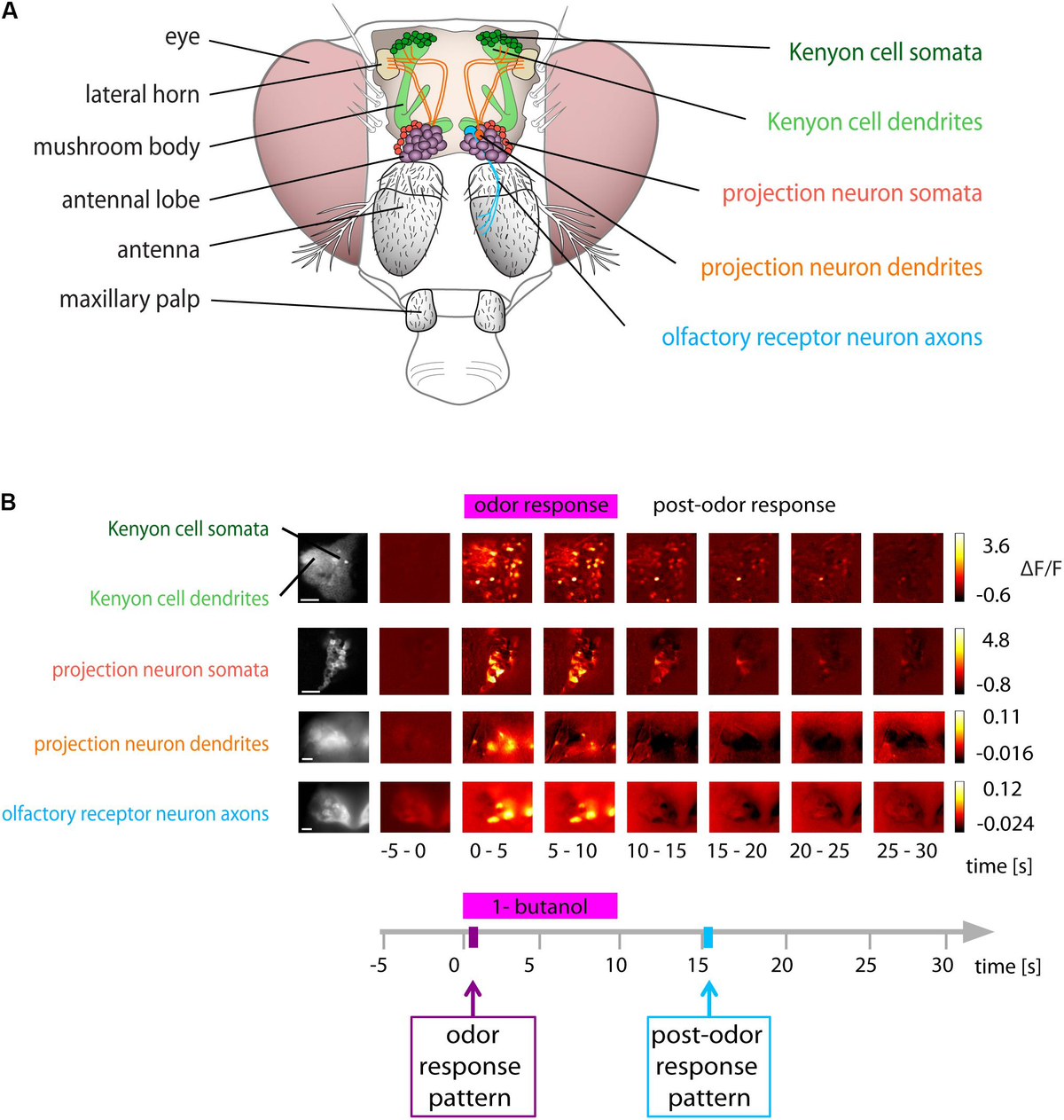 Frontiers | Calcium in Kenyon Cell Somata as a Substrate for an ...