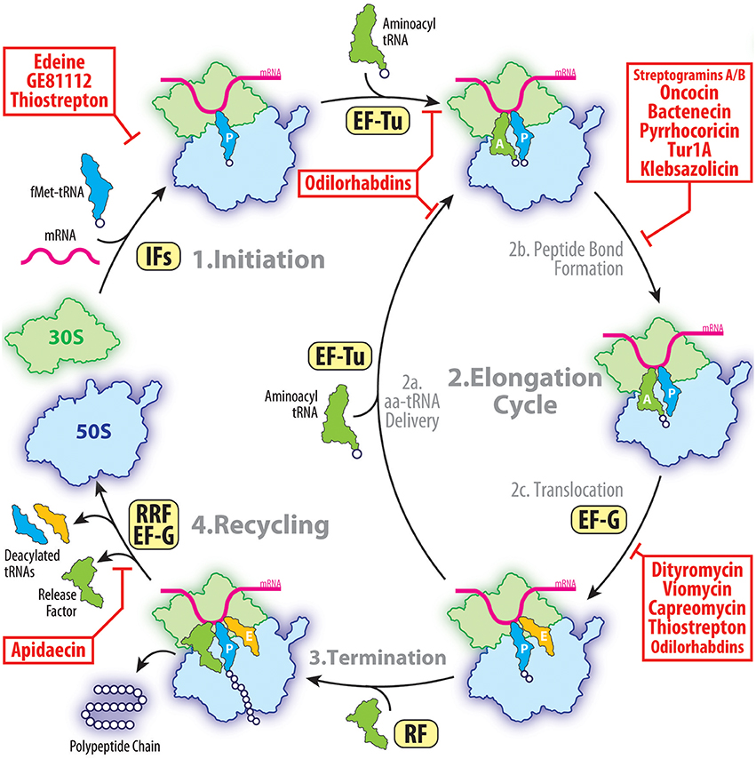 Frontiers | The Mechanisms of Action of Ribosome-Targeting Peptide ...