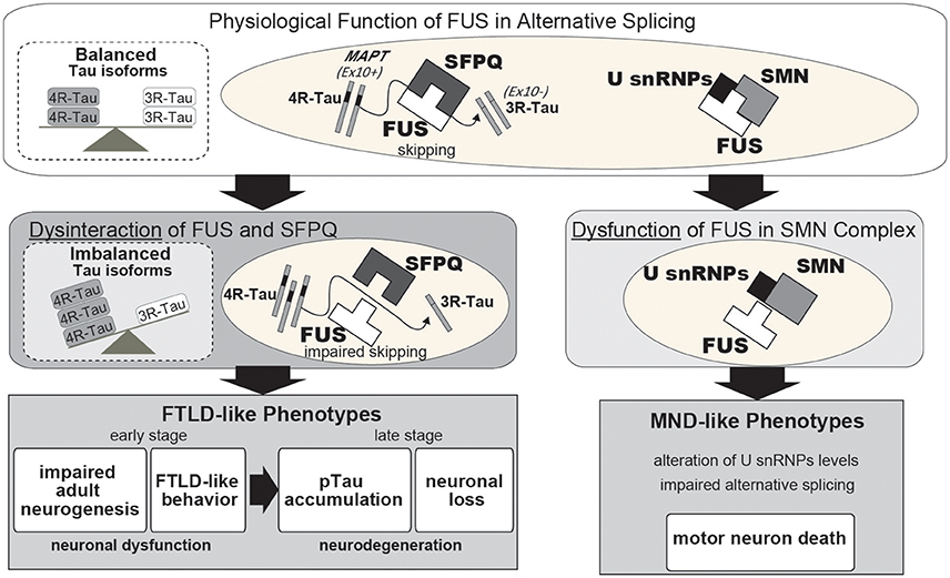 Frontiers | Importance of Functional Loss of FUS in FTLD/ALS