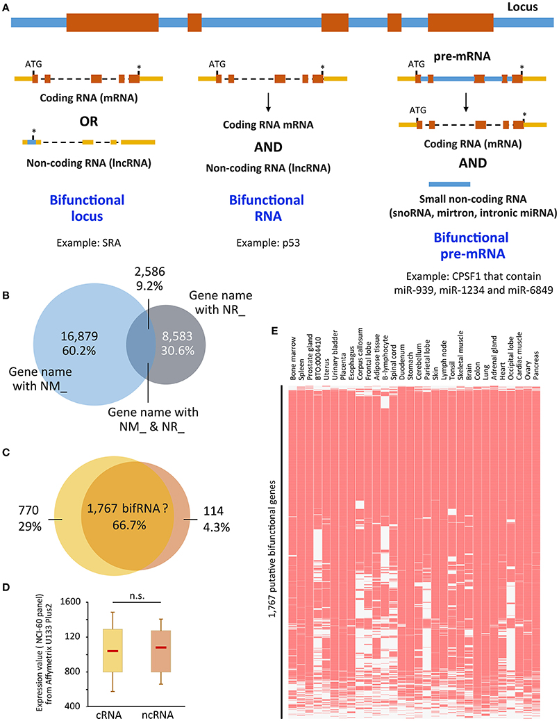 Frontiers | Coding and Non-coding RNAs, the Frontier Has Never Been So ...