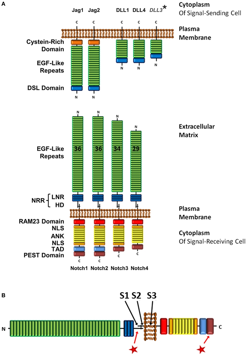 Frontiers | A Review of Notch Processing With New Insights Into Ligand ...