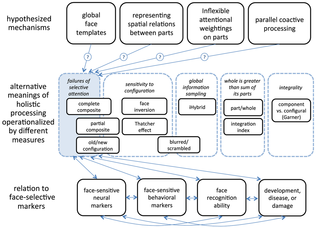 Frontiers | Meanings, Mechanisms, and Measures of Holistic Processing