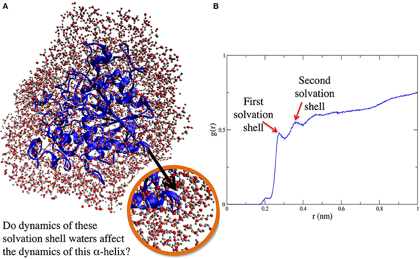 Frontiers | How Does Solvation Layer Mobility Affect Protein Structural ...
