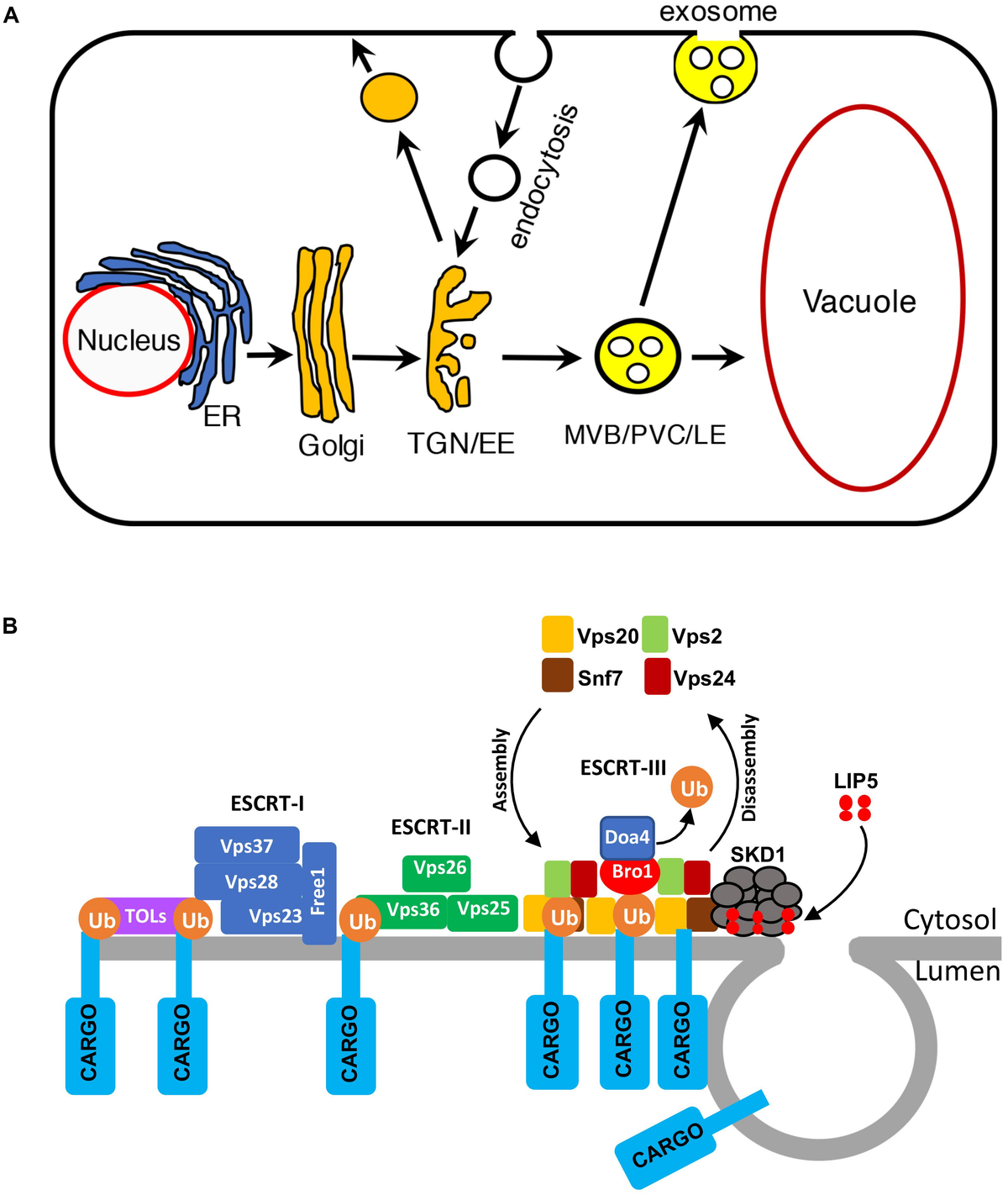 Frontiers | Biogenesis and Function of Multivesicular Bodies in Plant ...