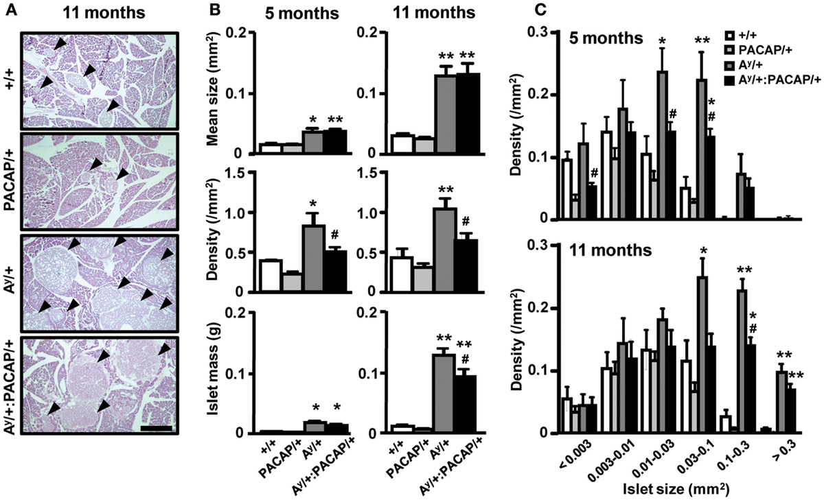Frontiers | PACAP Inhibits β-cell Mass Expansion in a Mouse Model of ...