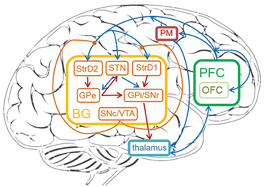 Decision Making Brain