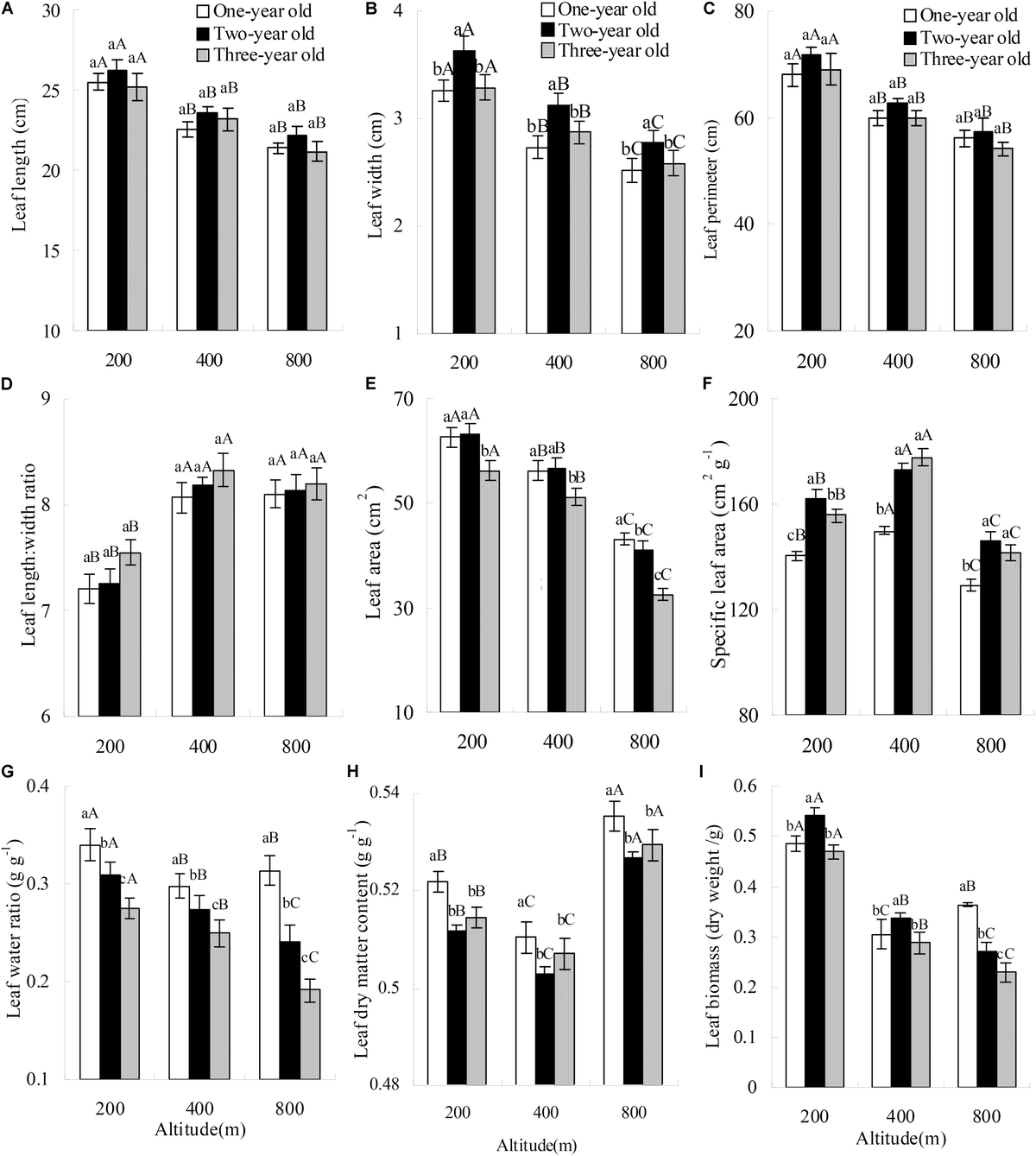 Frontiers | Altitudinal Patterns of Leaf Traits and Leaf Allometry in ...