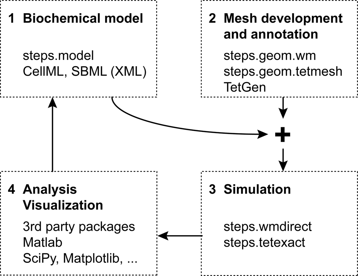 Frontiers | STEPS: modeling and simulating complex reaction-diffusion systems with Python