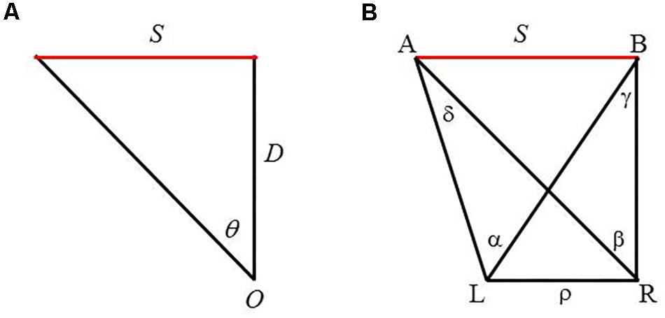Frontiers | Independence of Size and Distance in Binocular Vision