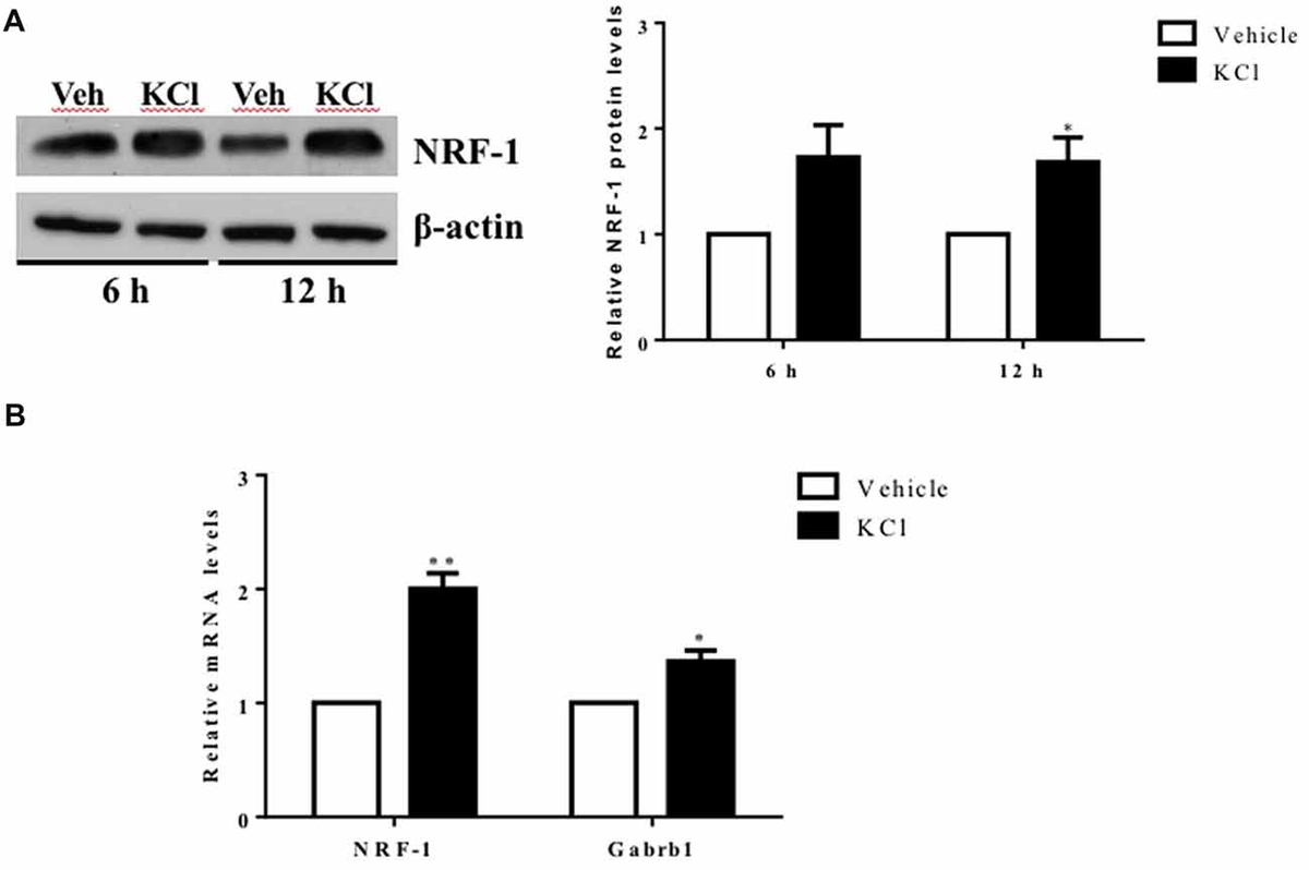 Frontiers | Nuclear Respiratory Factor 1 (NRF-1) Controls the Activity ...