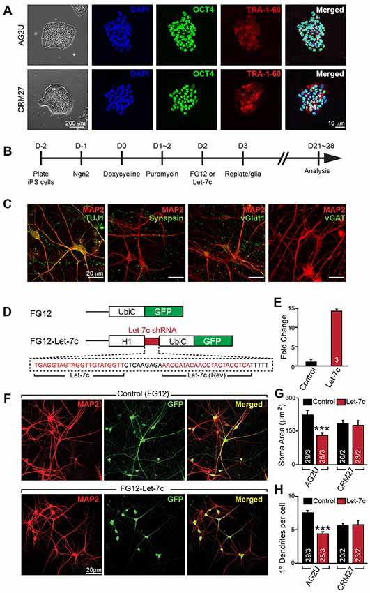 Frontiers | hsa-let-7c miRNA Regulates Synaptic and Neuronal Function ...
