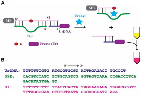 Frontiers | Colorimetric Detection of Uranyl Using a Litmus Test