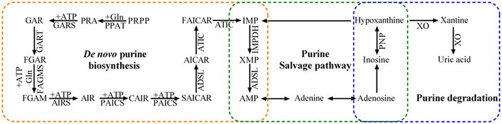 Frontiers | Potential Mechanisms Connecting Purine Metabolism and ...