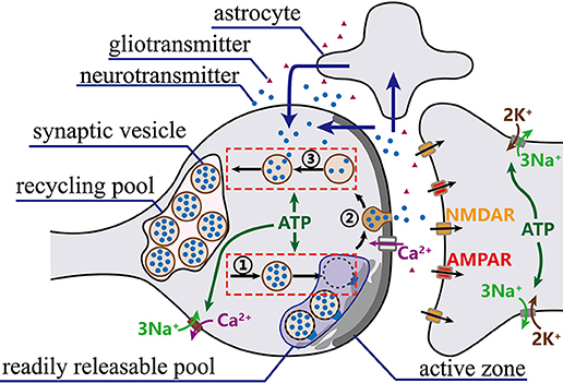 Synapse cycle store