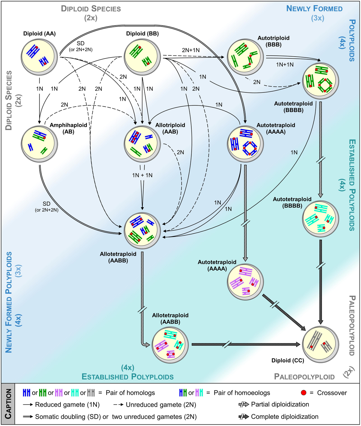 Frontiers | Speciation Success of Polyploid Plants Closely Relates to ...