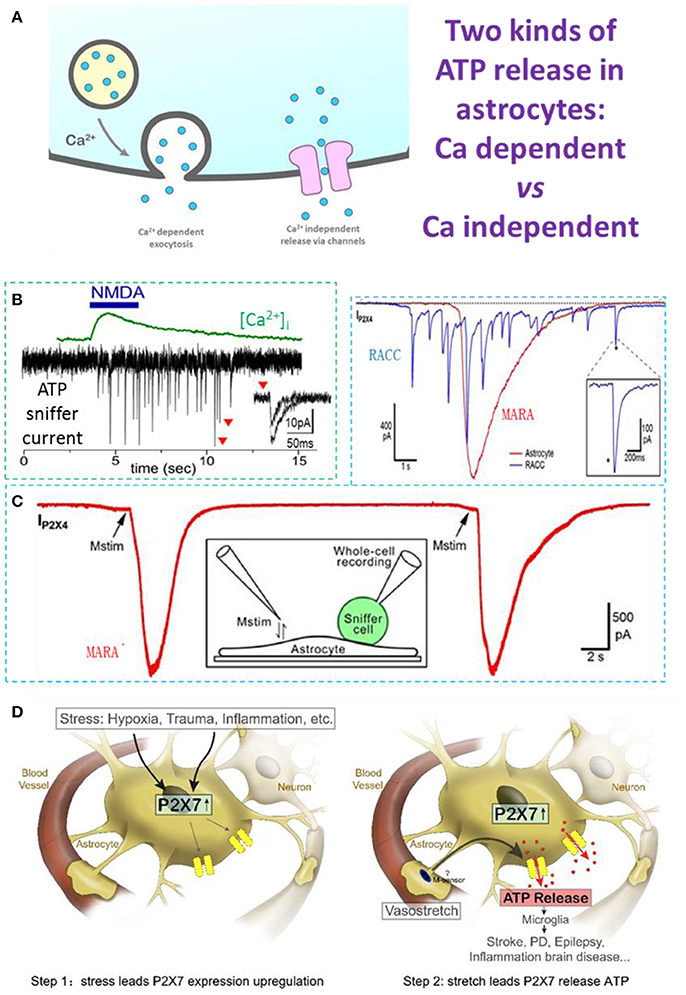 Frontiers | Ca2+-Dependent and Ca2+-Independent ATP Release in Astrocytes