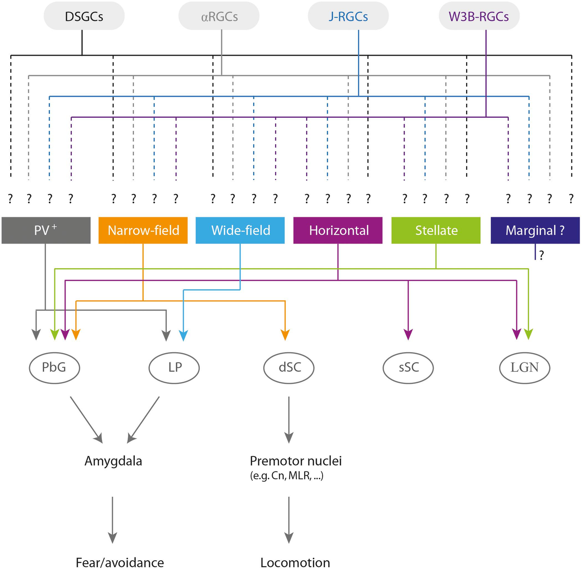 Frontiers | The Mouse Superior Colliculus as a Model System for ...