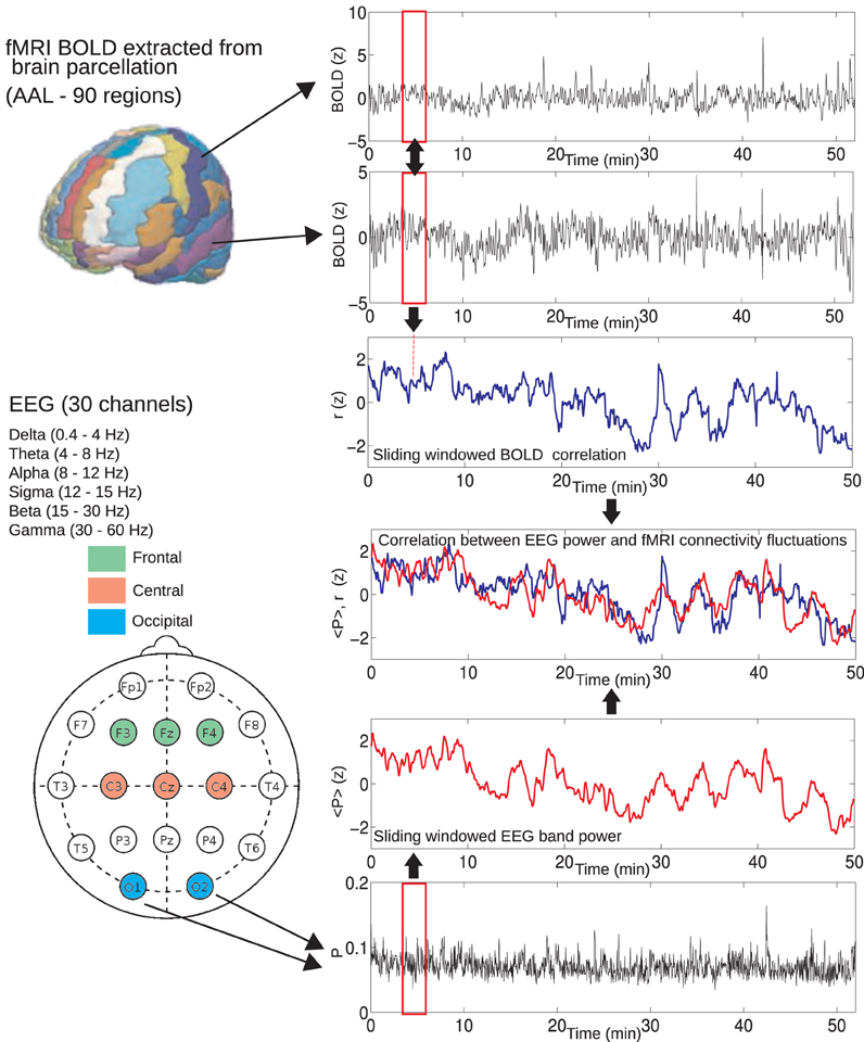 Frontiers | Dynamic BOLD functional connectivity in humans and its ...