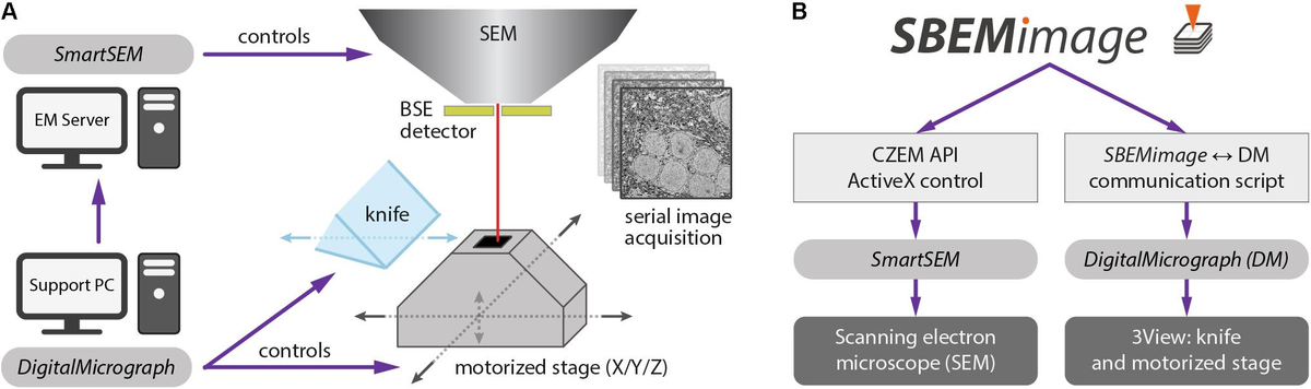 Frontiers | SBEMimage: Versatile Acquisition Control Software for ...