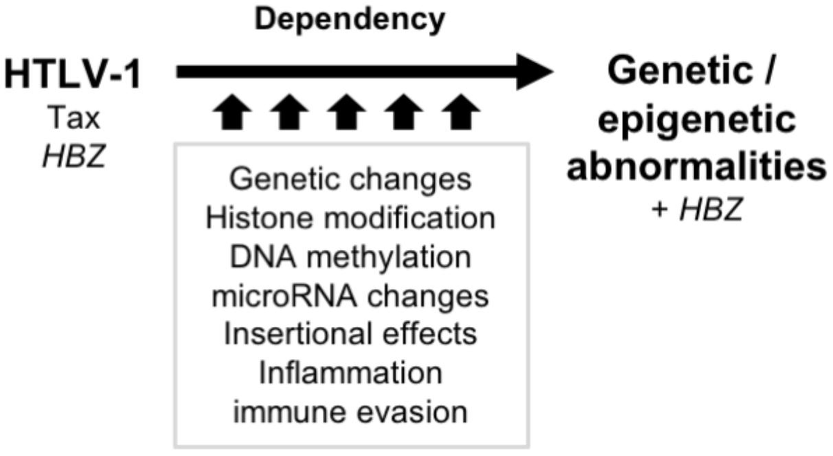 Frontiers | HTLV-1-Mediated Epigenetic Pathway to Adult T-Cell Leukemia ...