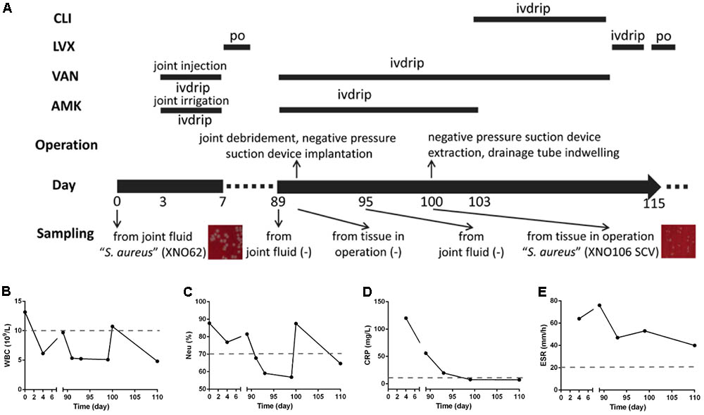 Frontiers | Clinical Staphylococcus argenteus Develops to Small Colony ...