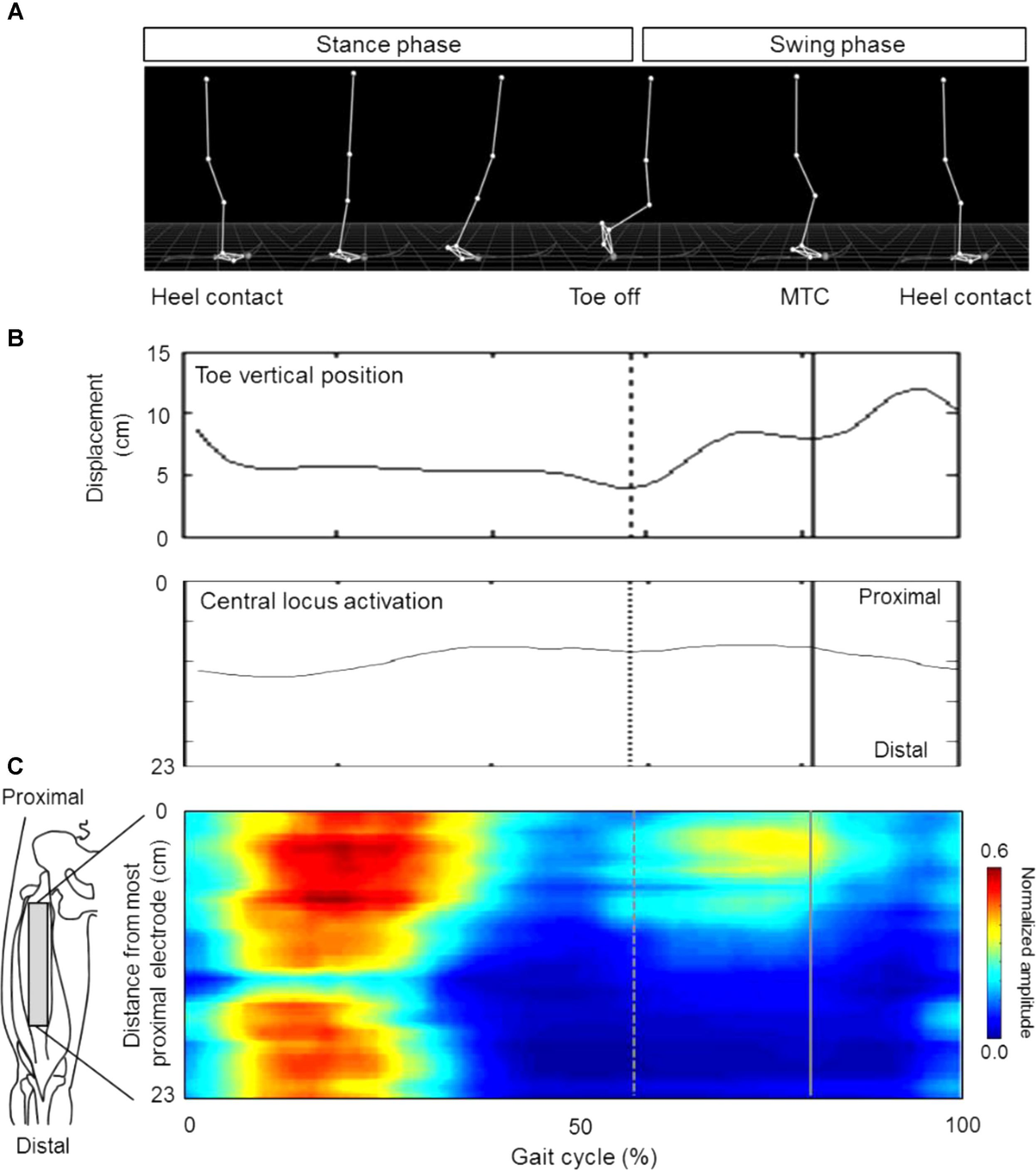 Frontiers | Relationship Between Toe Clearance Strategy and Regional ...