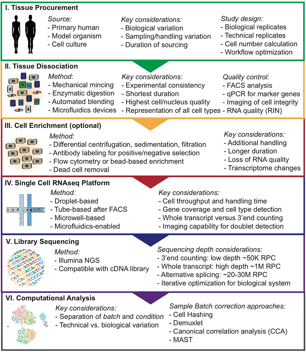 Frontiers | Experimental Considerations for Single-Cell RNA Sequencing ...