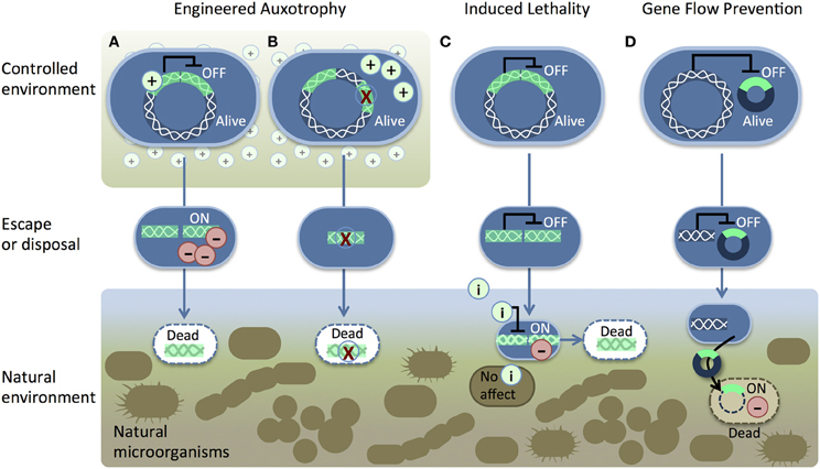Frontiers | Preparing synthetic biology for the world