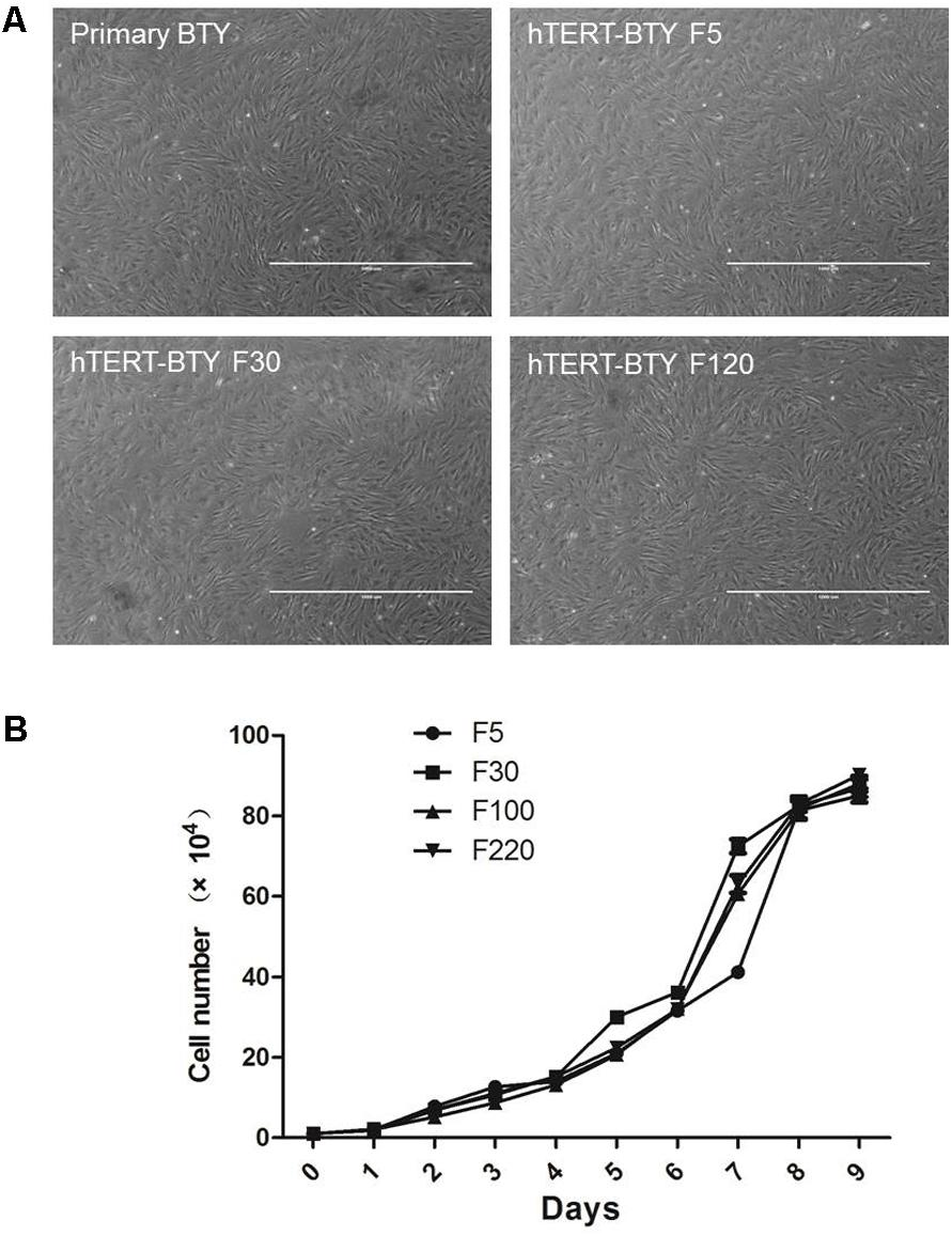 Frontiers | Establishment and Evaluation of a Stable Bovine Thyroid ...
