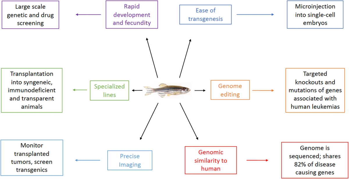 Frontiers | Genetic Models of Leukemia in Zebrafish