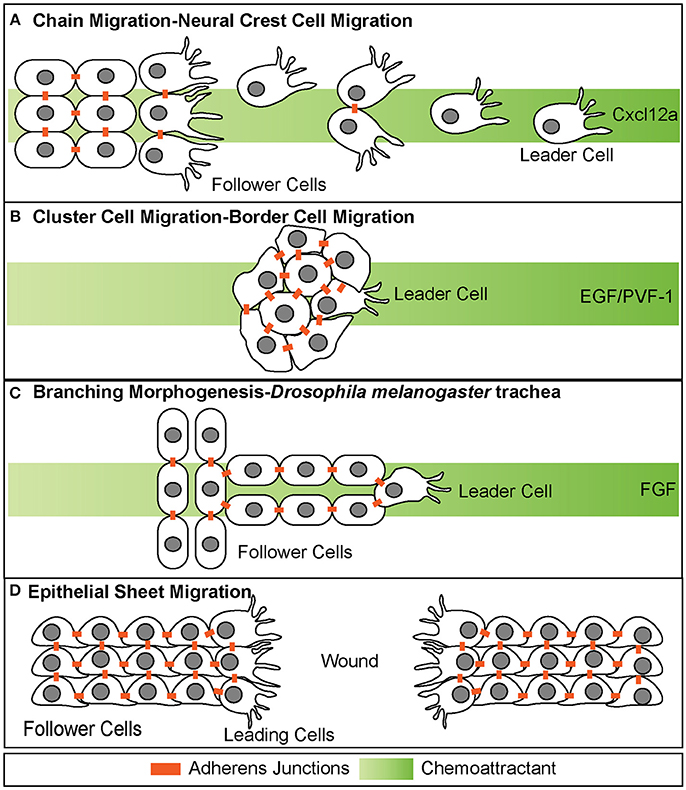 Frontiers | Using Zebrafish to Study Collective Cell Migration in ...