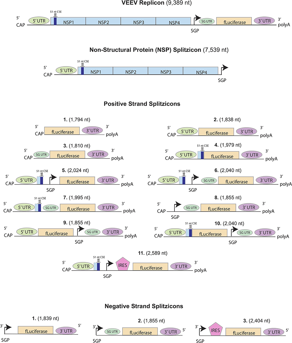 Frontiers | Structural Components for Amplification of Positive and ...
