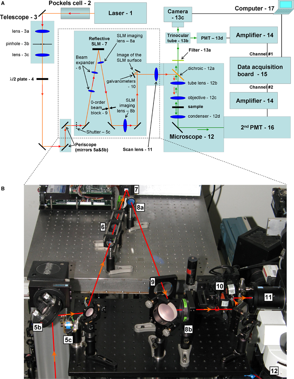 Frontiers | SLM microscopy: scanless two-photon imaging and ...