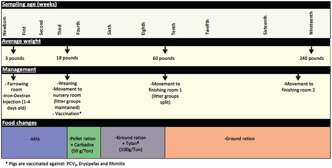 Frontiers | Development of the Tonsil Microbiome in Pigs and Effects of ...