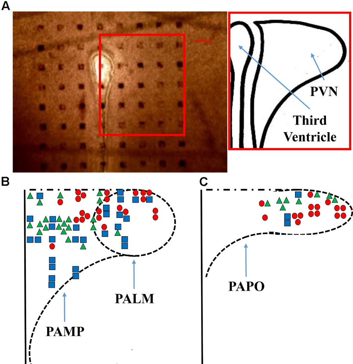 Frontiers | Electrophysiological Effects of Ghrelin in the Hypothalamic Paraventricular Nucleus ...