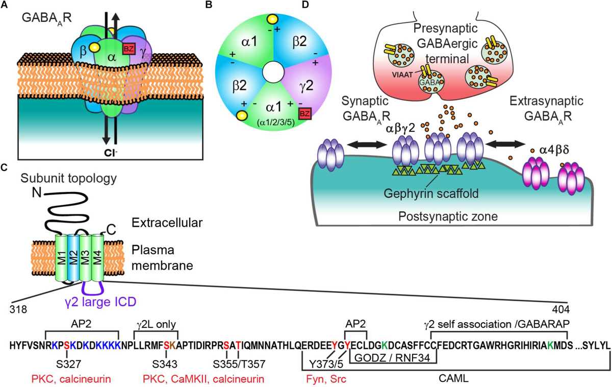 Frontiers | γ2 GABAAR Trafficking and the Consequences of Human Genetic ...