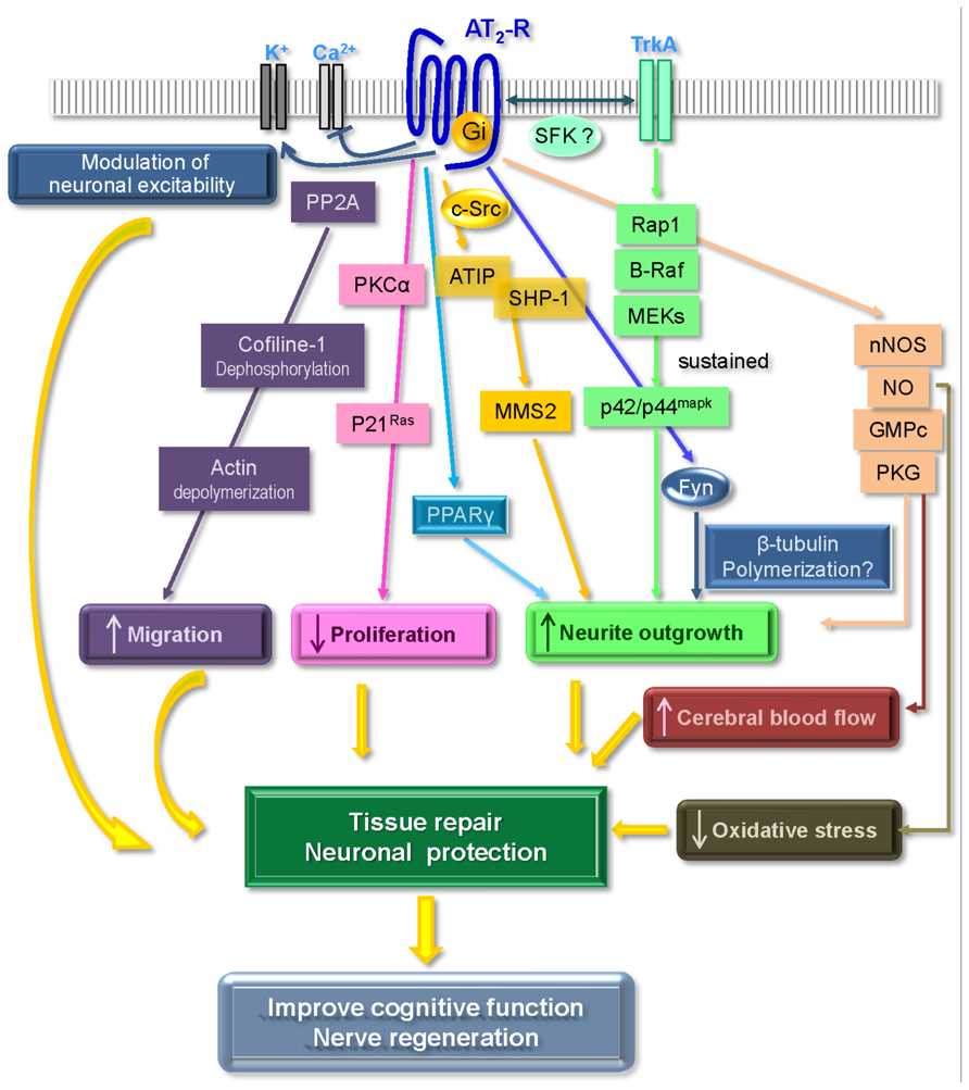 Frontiers | How does angiotensin AT2 receptor activation help neuronal ...