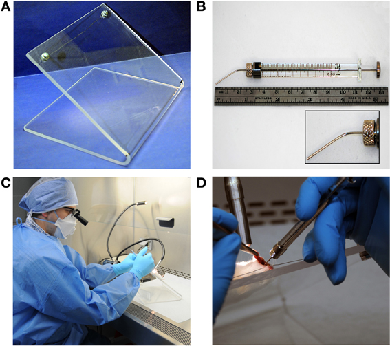 Frontiers | A non-invasive intratracheal inoculation method for the ...