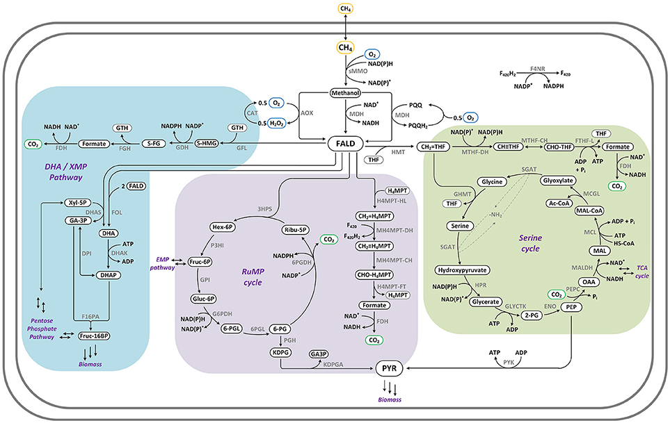 Frontiers | Metabolic Network Analysis of Microbial Methane Utilization ...