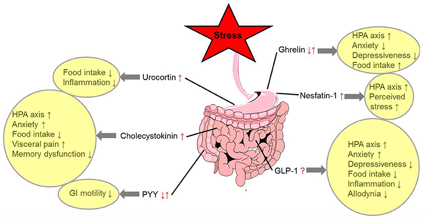 Frontiers | Gut-Brain Neuroendocrine Signaling Under Conditions of ...