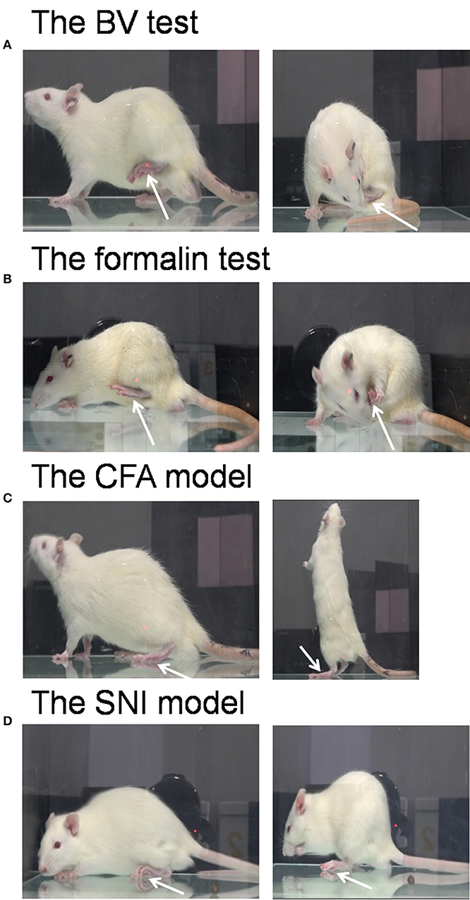 Frontiers | Validating Rat Model of Empathy for Pain: Effects of Pain ...