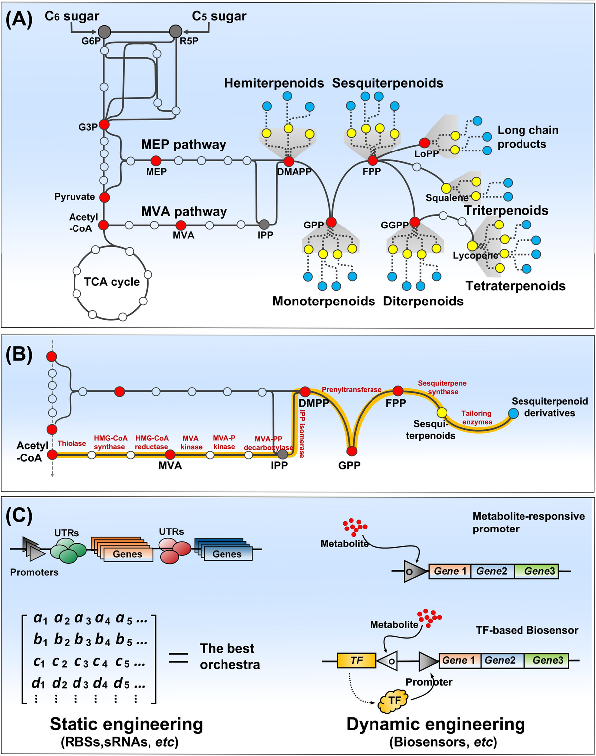 Frontiers | Microbial Platform for Terpenoid Production: Escherichia ...