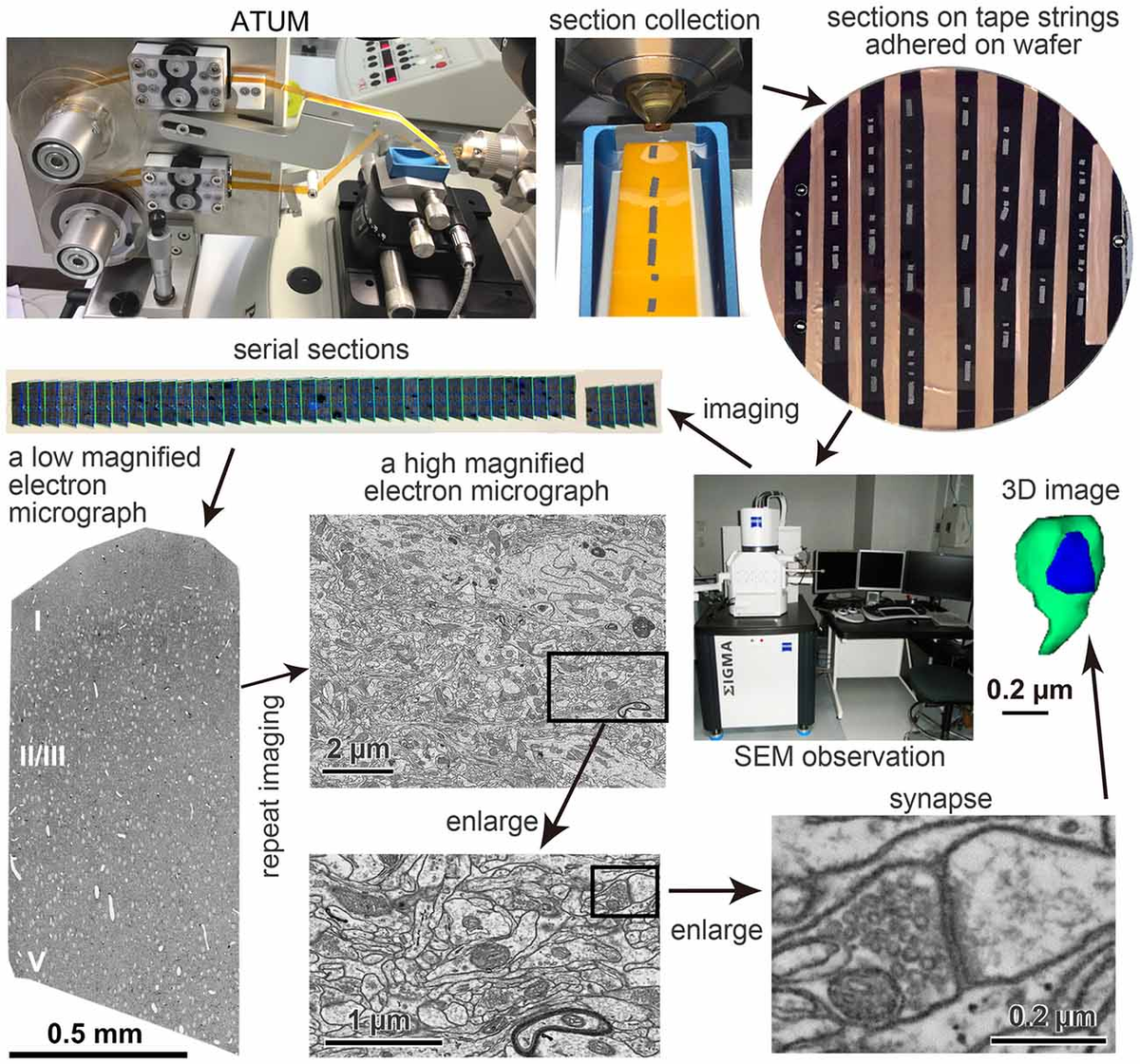 Frontiers | Large Volume Electron Microscopy and Neural Microcircuit ...